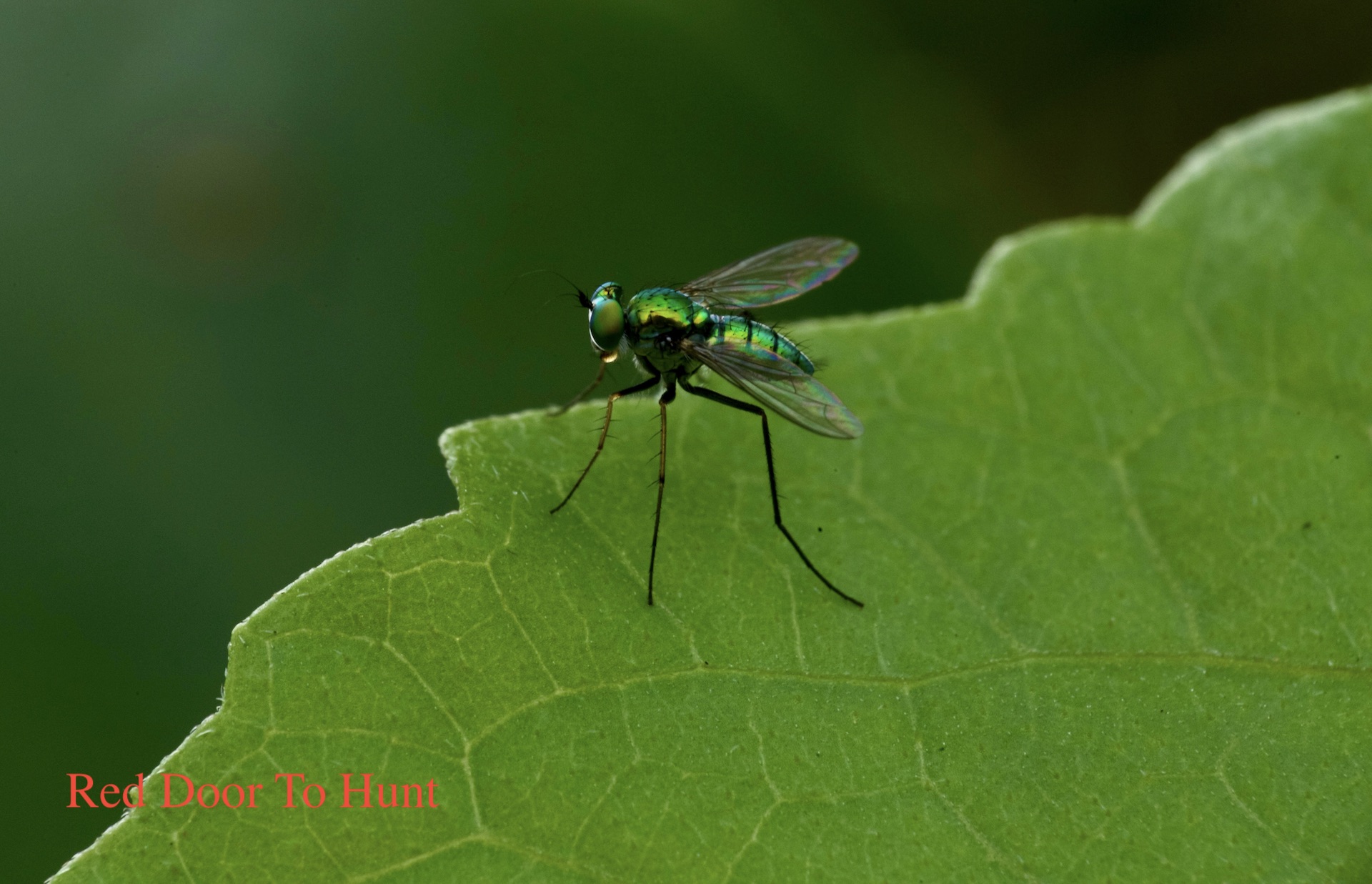 RED Door To Hunt: Pemerhatian Lalat Hijau - Common Green Bottle/ Blow ...