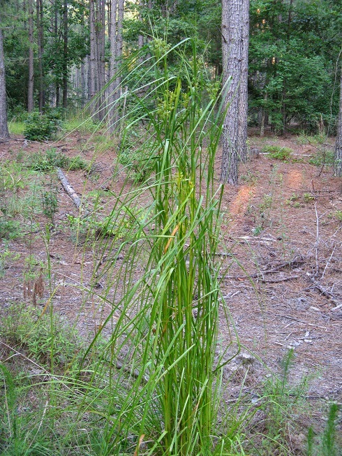 Gardening with Virginia native plants: July 2014