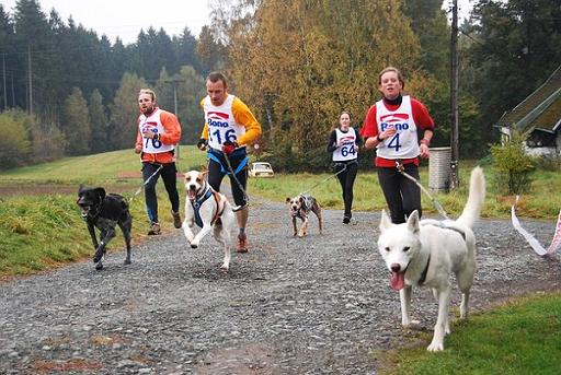 The Joys of Dog Sledding & Dry Mushing | Australian Dog Lover