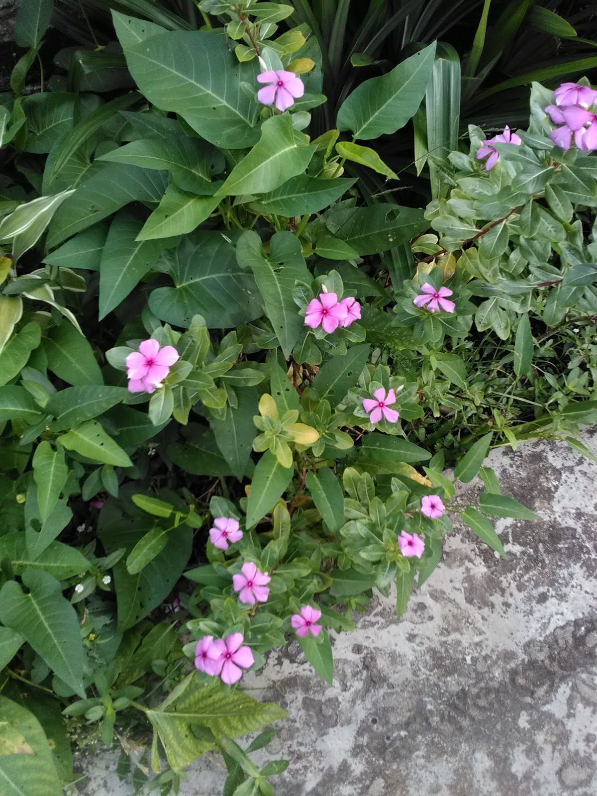 INILAH TANAMAN BUNGA LIAR JALANAN YANG TERLIHAT MENAWAN DI TAMAN ...