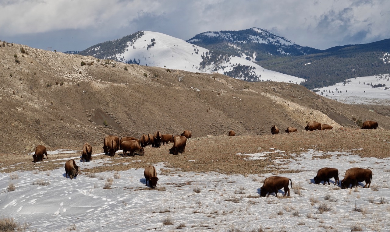 Rick Lamplugh: A Day in the Yellowstone Bison Migration: A Photo Essay