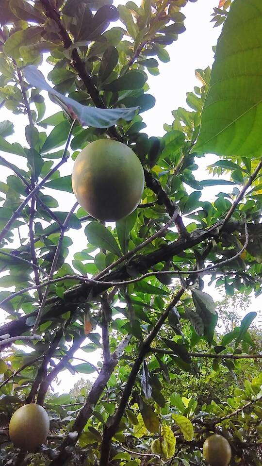 Wacanaku: Labu Kayu | Buah Maja | Khasiat dan Kegunaan