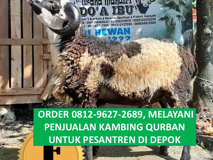 ORDER 0812-9627-2689, Melayani Partai Besar Kambing Qurban di Depok