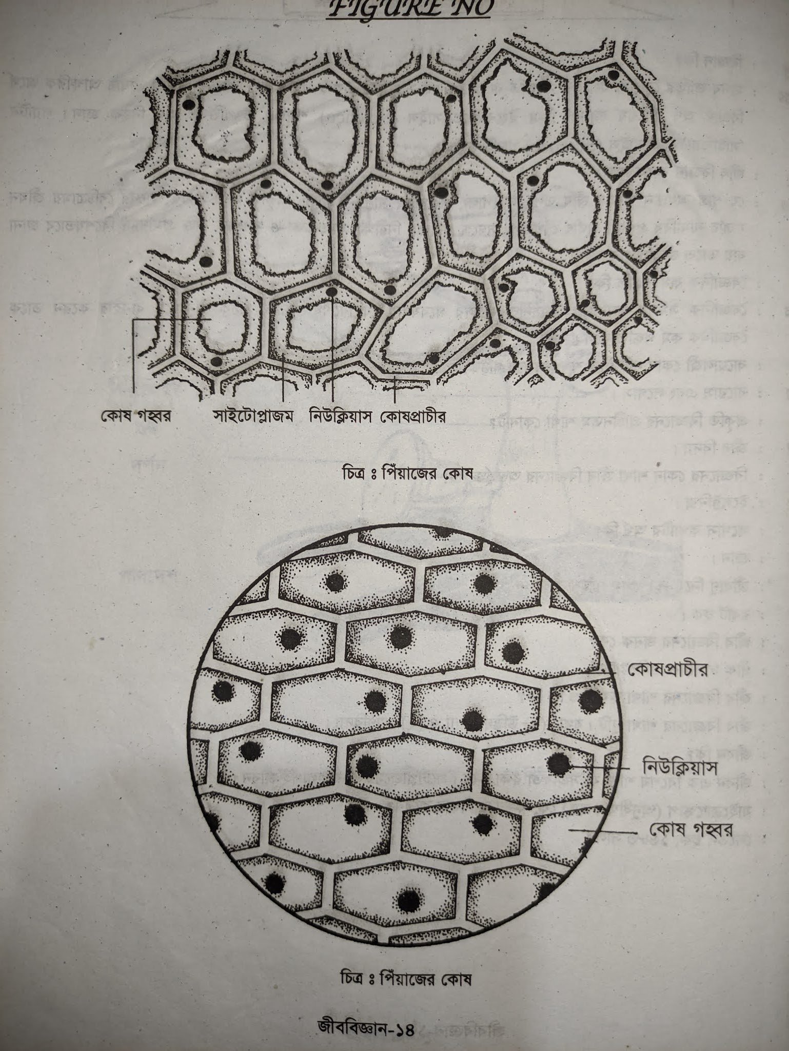 SSC Biology Practical 2021| SSC Practical Exam - Talklines Tech