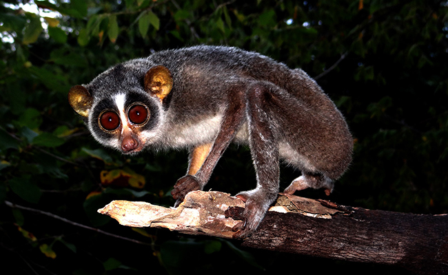 Red Slender Loris - Sri Lanka