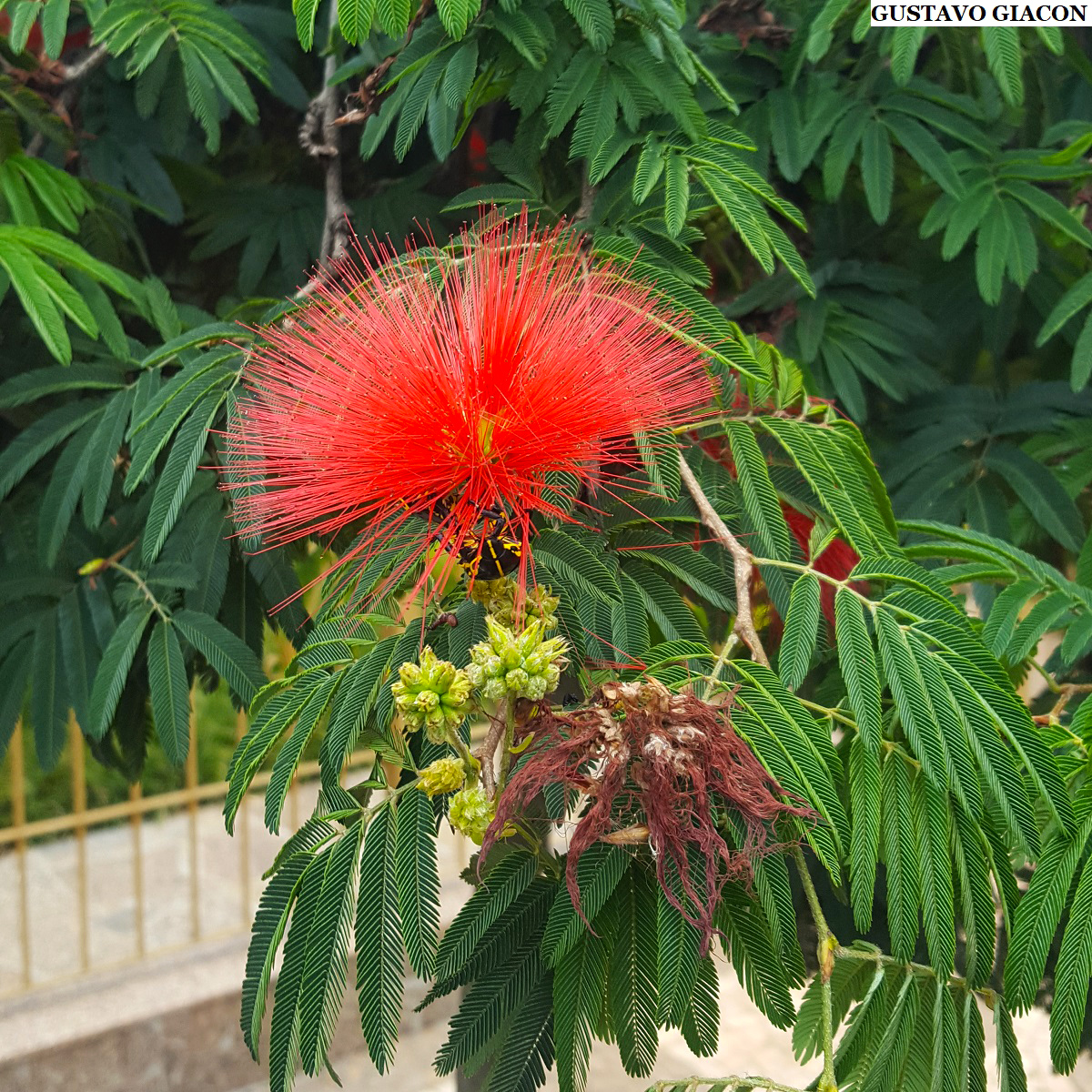 Viveiro Ciprest - Plantas Nativas e Exóticas: Caliandra Vermelha de ...