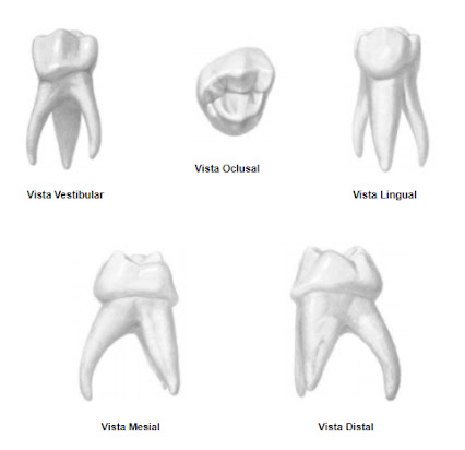 Características Anatômicas dos Dentes Decíduos