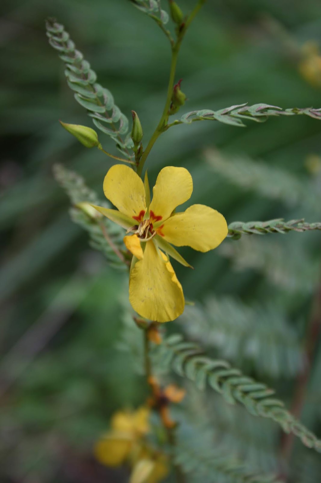 Native Florida Wildflowers: Partridge Pea - Chamaecrista fasciculata