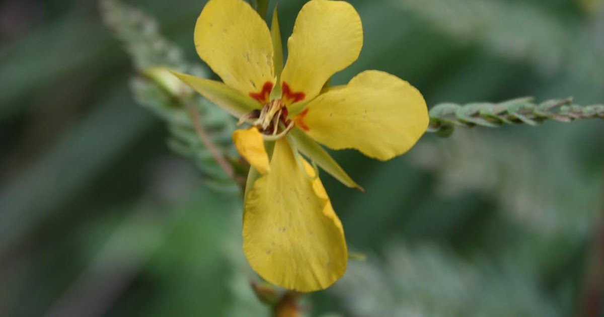 Native Florida Wildflowers: Partridge Pea - Chamaecrista fasciculata