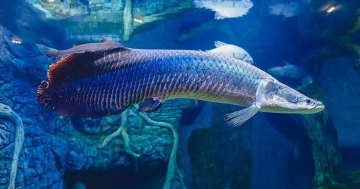 Ikan Sungai Amazon Diam-diam Hidup dan Berkembang di Semarang | Naviri ...