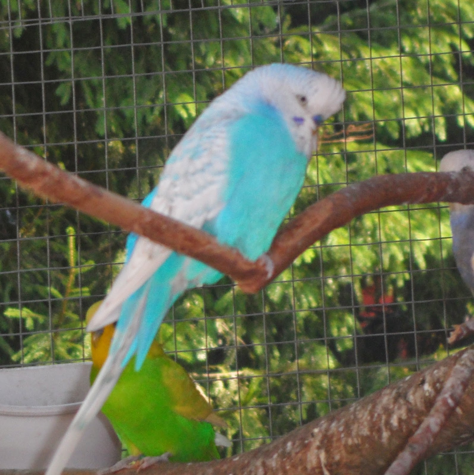 parakitholken: fakta om undulater