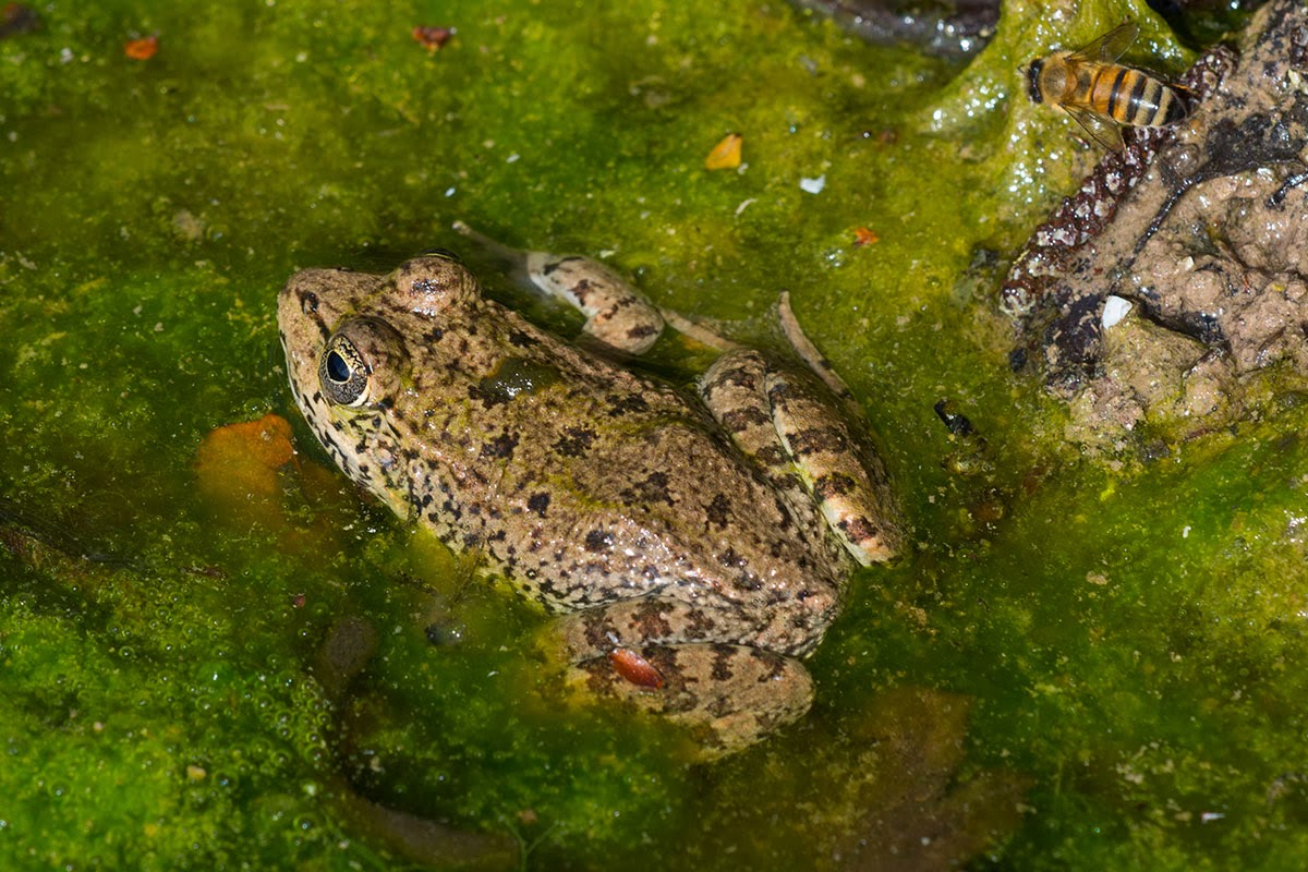 Yorkshire Field Herping and Wildlife Photography: Cyprus 2014 Lizards ...