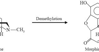 Morphinone-biosynthetic pathway starting from reticuline leading to ...