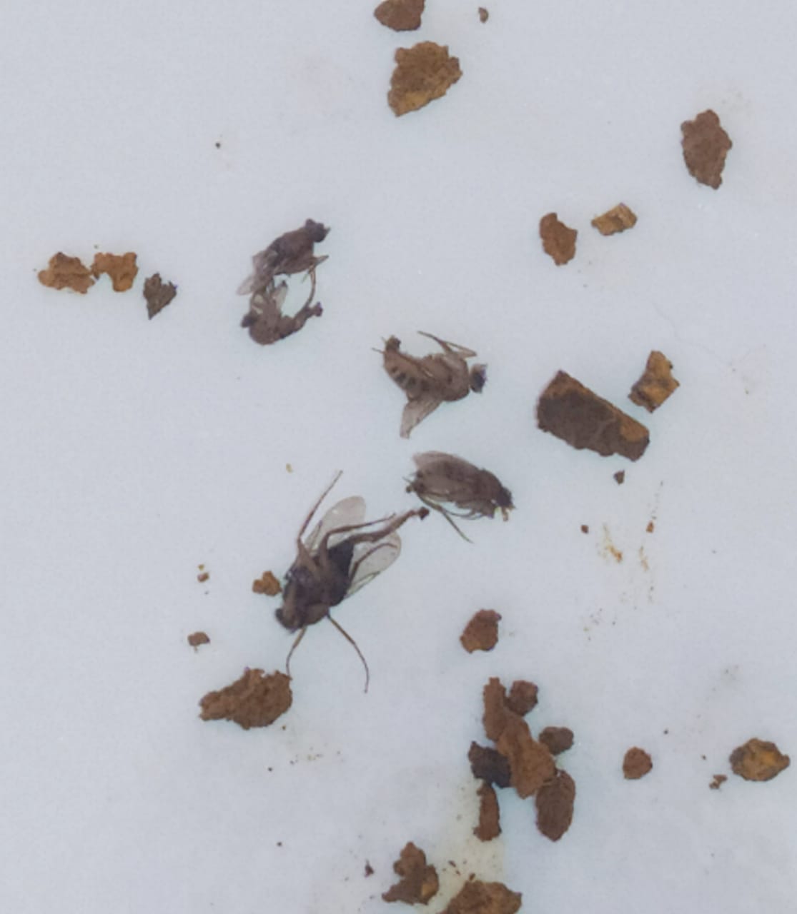 Bee News - Guia para Iniciantes: Armadilha para Forídeos