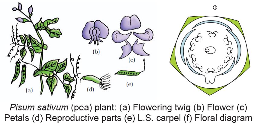 Morphology of Flowering Plants - Notes | Class 11 | Part 6: Plant families