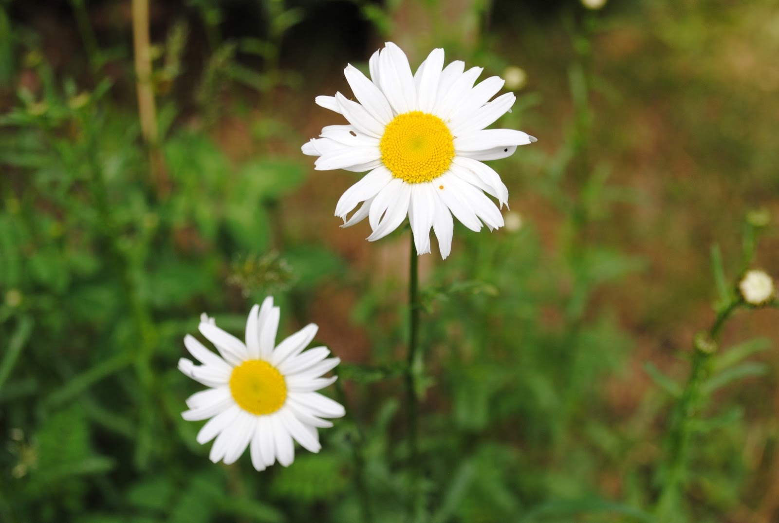 West Virginia Native Wildflowers-The Big Year, 2013: Daisy