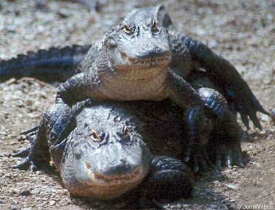 Animals Doing It: Alligators Mating!