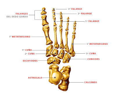 Enfermedades al Dia: Arco plantar interno y pie plano