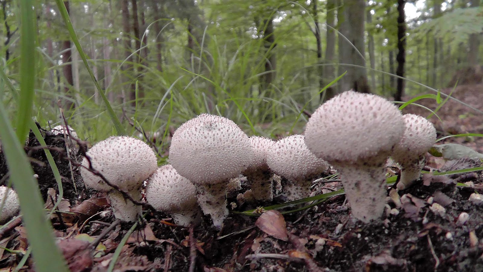 Pilze Sammeln und Pilze Bestimmen - Blog: Essbare Pilze mit saisonaler ...