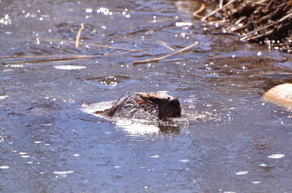 Tales From The Wilds: Beavers Emerge From the Ice