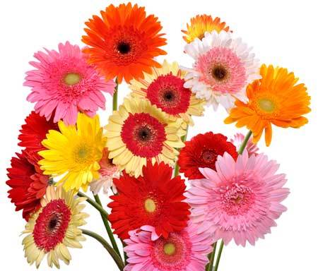 Jual Bunga Garbera di Lombok - Lombok Florist | Lombok Bunga | Toko ...