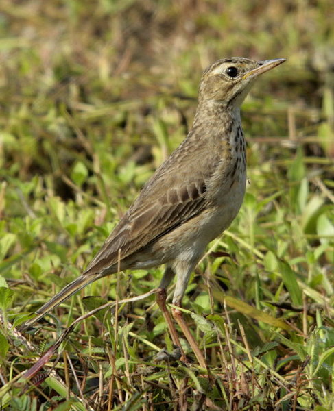 Mike is the name Birding is the game ( Birding in Malaysia - Malaysian ...