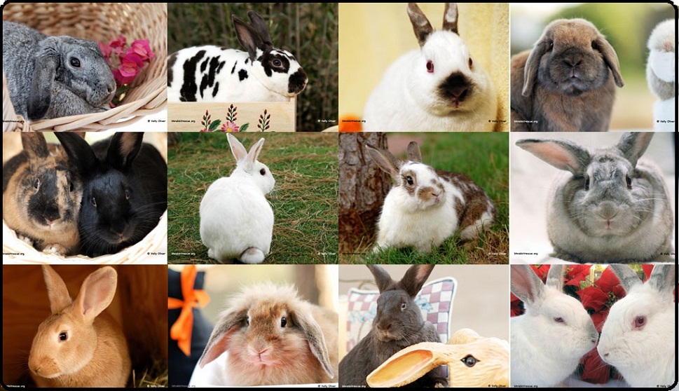 Various Types Rabbits ~ health and pets