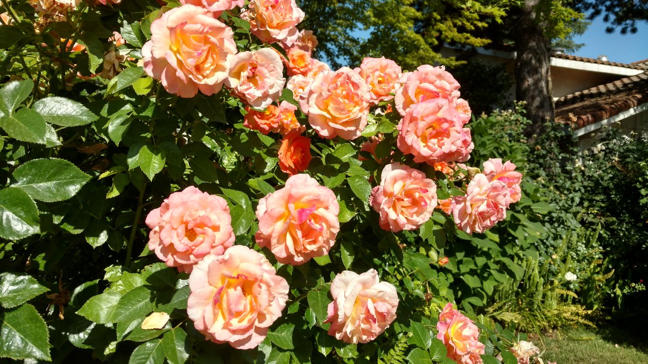 Sacramento Digs Gardening: Tips for summer rose care