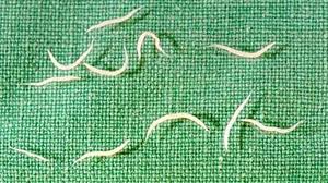 Les oxyures - Causes et symptômes de Pinworms - Articles à propos de la ...