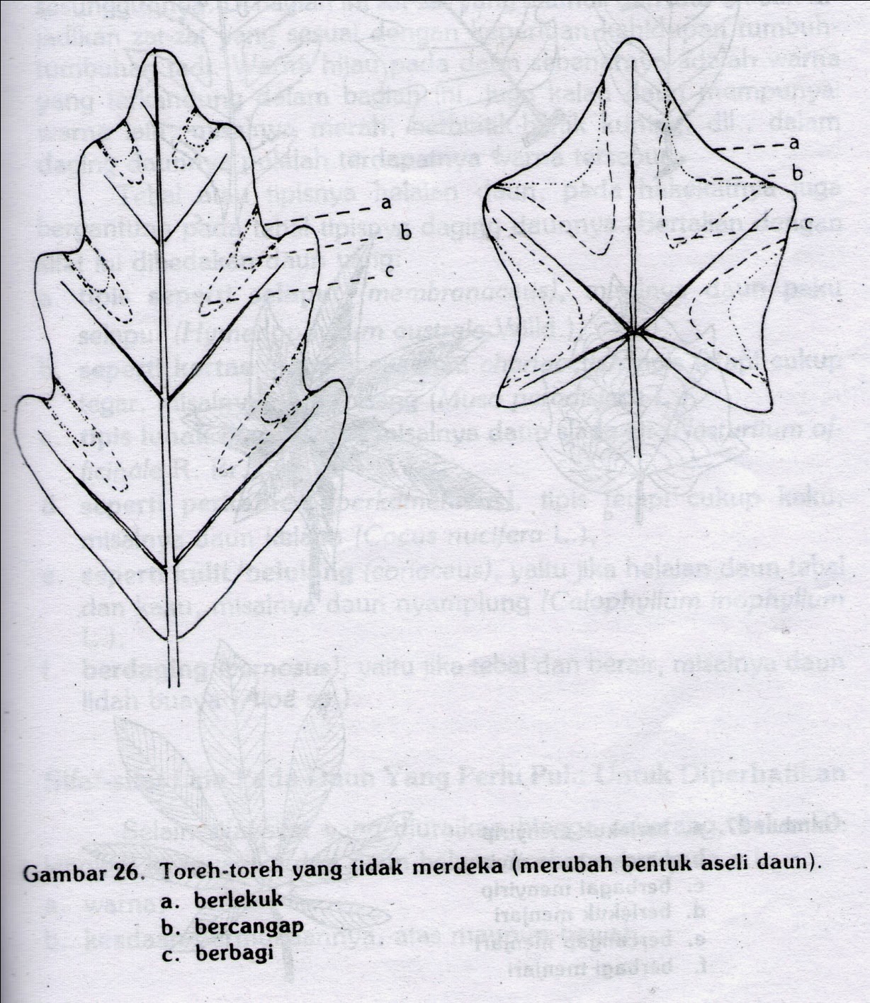 FOLIUM DAUN : DAUN ( FOLIUM )