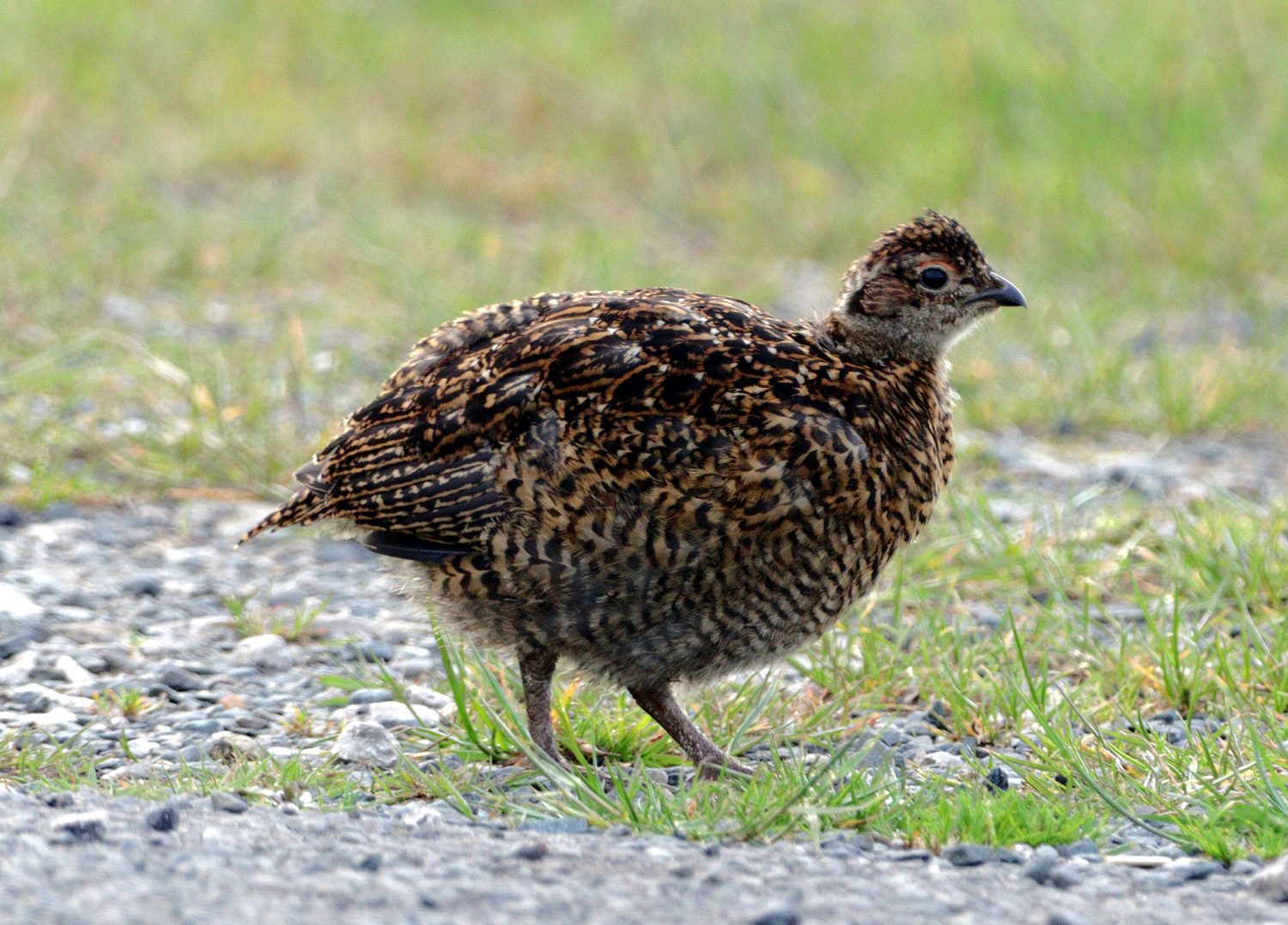 Another Bird Blog: Bowland Trip