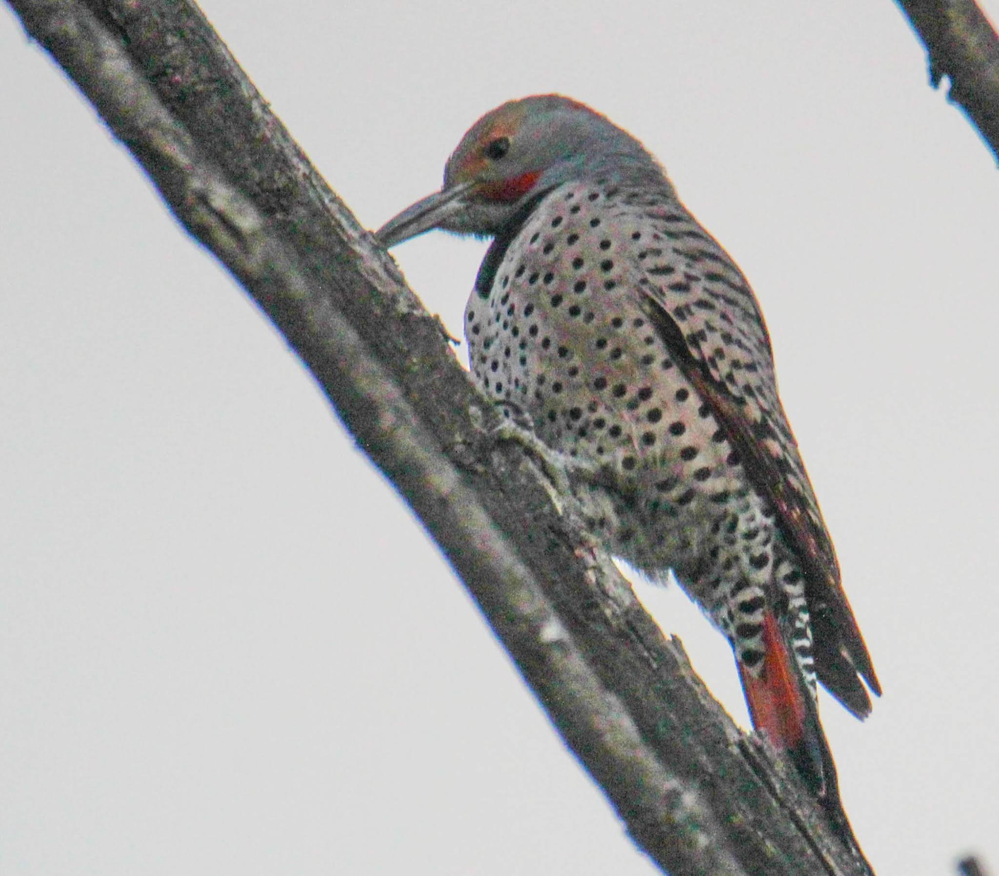 Cannundrums: Western Red-Shafted Flicker