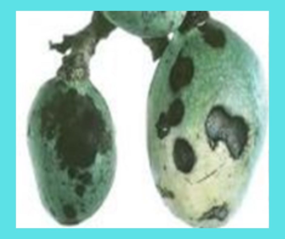 Bacterial Canker On Mango