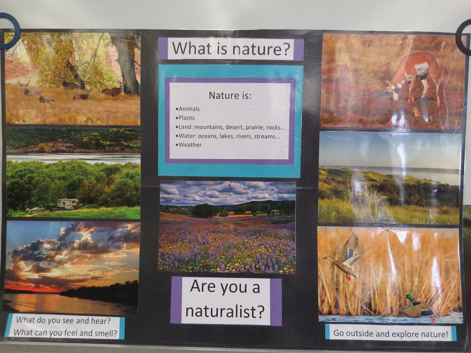 Flying Through Kindergarten: They Asked, "What is Nature?"