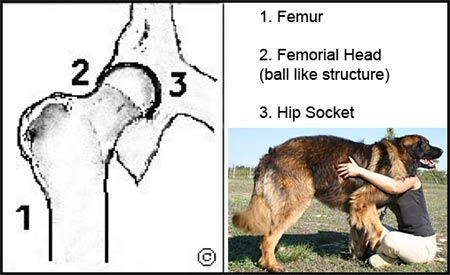 Get Up and Go!: Dogs With Arthritis: Types of Joints