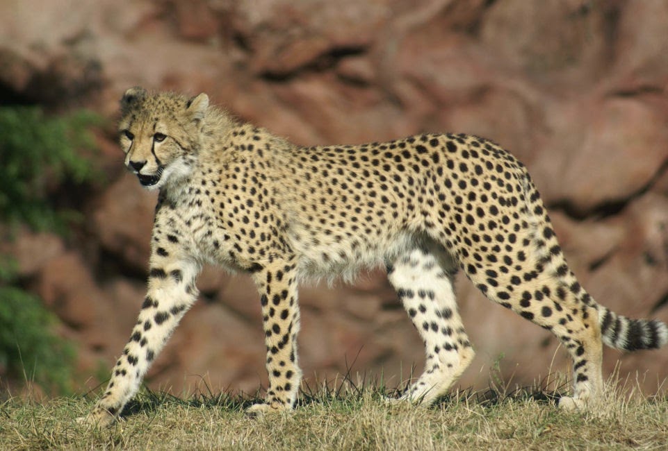 George Anca: GHEPARD KERAL