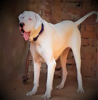 Bully Kutta dog history, breed information, description, personality, teaching, common diseases ...