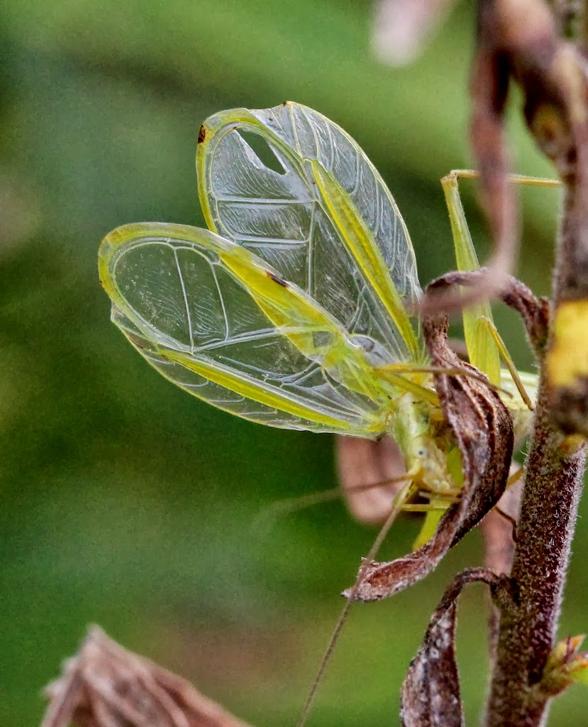 Listening in Nature: Tough Old Guys: the show must go on!