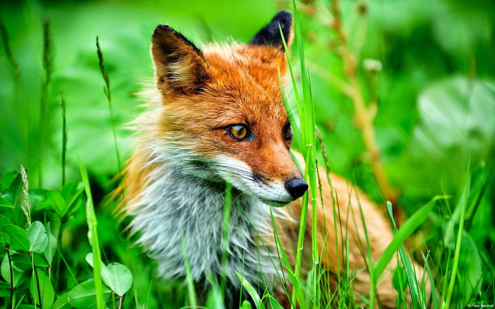 Fox - HD Wallpapers | Earth Blog