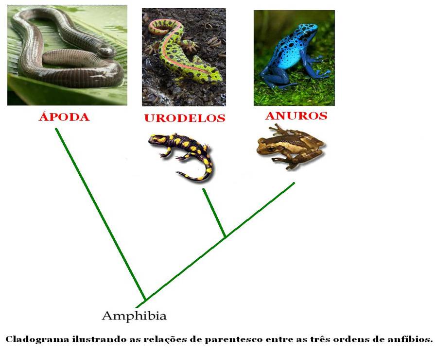 ZooBio: ANFÍBIOS