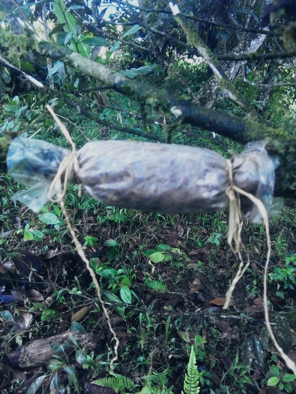 PROPAGACIÓN ASEXUAL POR ACODOS