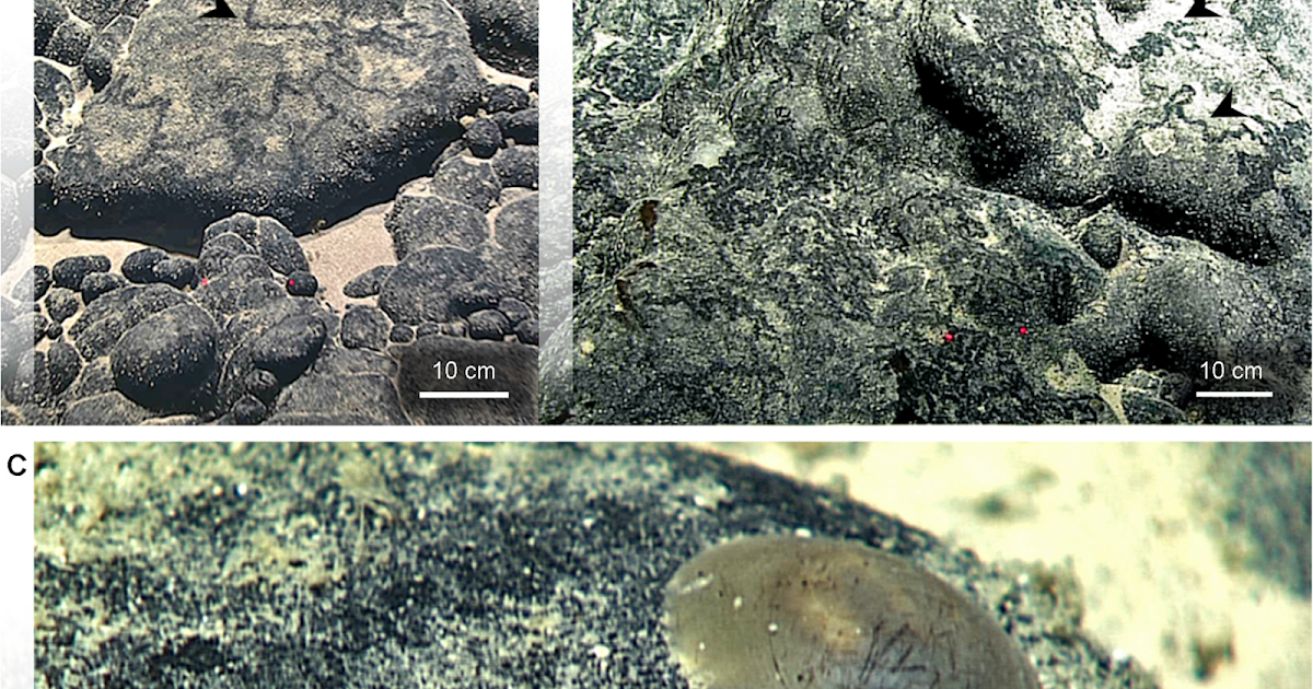 Sciency Thoughts: Neopilina sp.: Tracking Monoplacophorans on the ocean ...