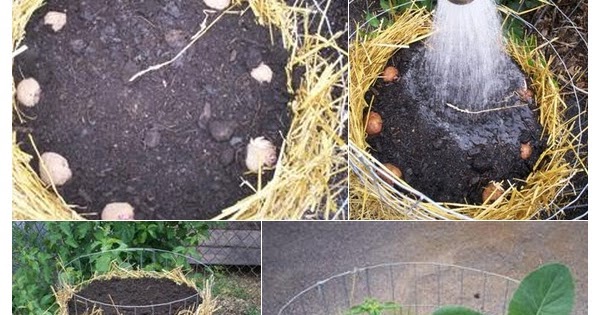 How to Build a Potato Tower