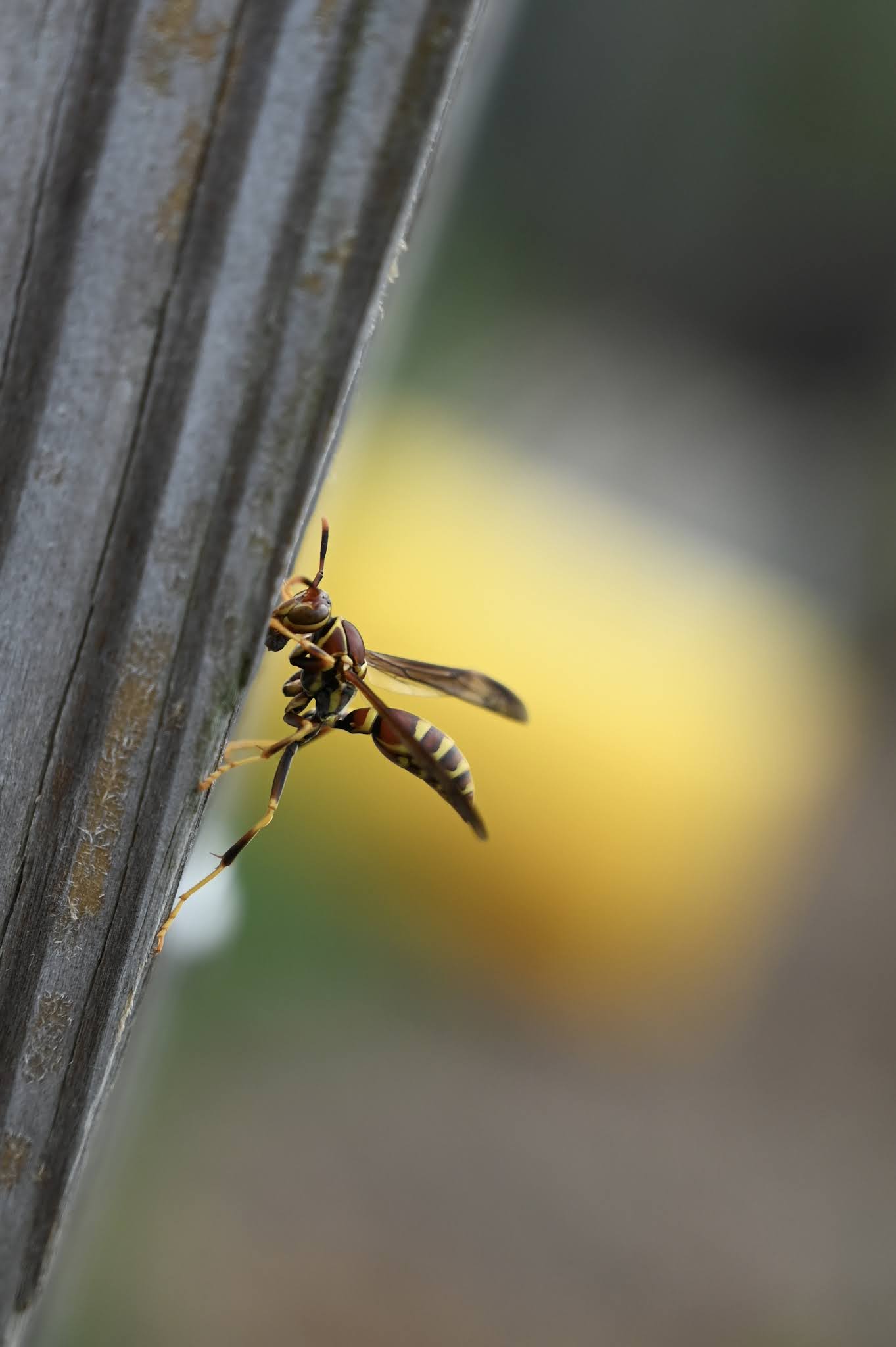Urban Wildlife Guide: A Wasp At Work