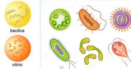 Types of Microorganisms