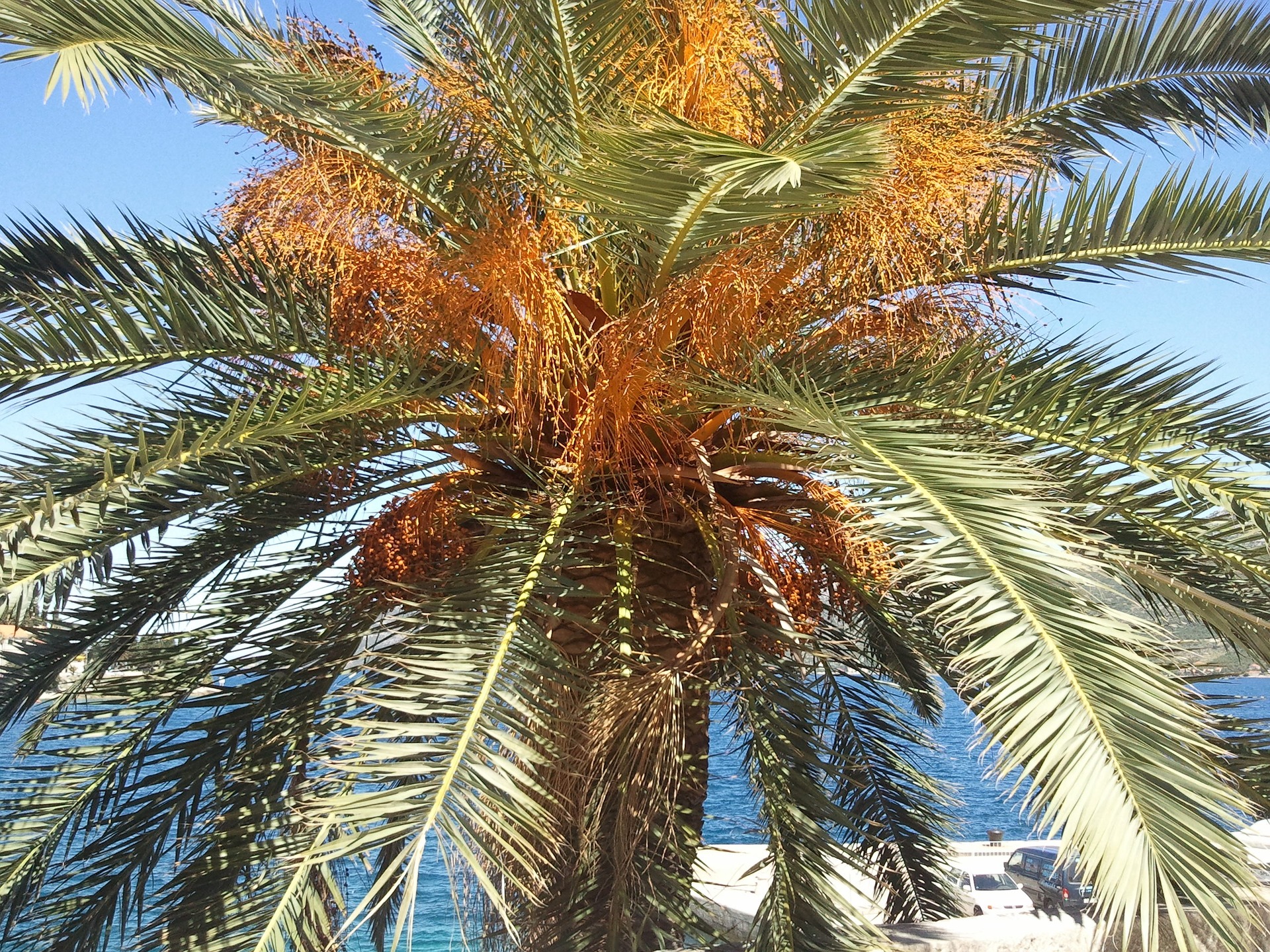 PALMERA CANARIA Phoenix Canariensis.