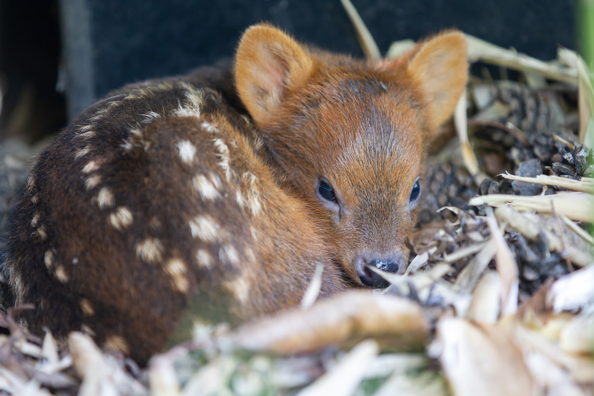 Baby Pudu