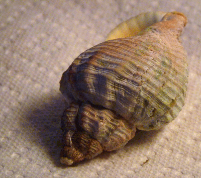 naomaly: My Stinky Muse | Baby Conch Studies