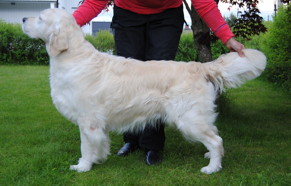 Kennel Røysjømarka: Mine hunder