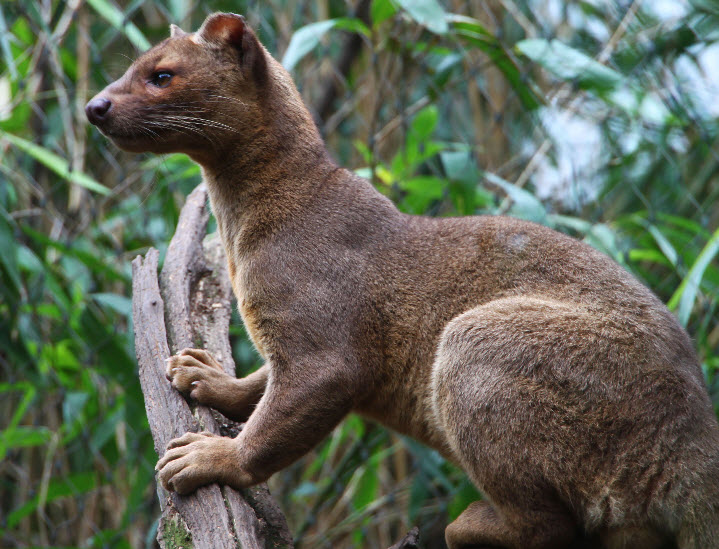 Animal You: Fossa